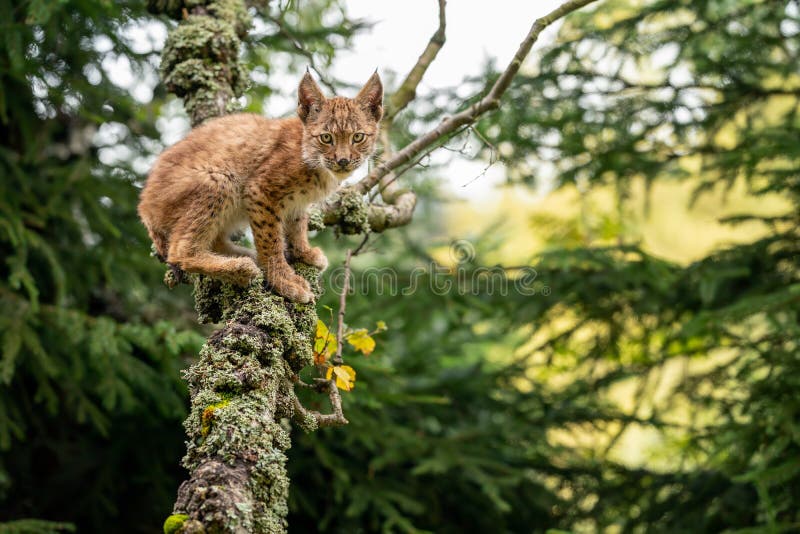 Lynx Cub Standing on Lichen-covered Tree Branches Looking Ahead To the ...