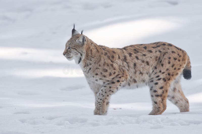Lynx dans la neige photo stock. Image du prédateur, brun - 35706598