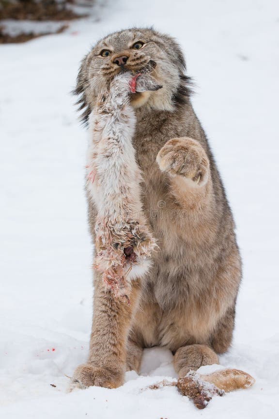 Lynx defending his kill stock photo. Image of looking - 84994630