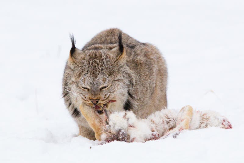 Lynx eating a rabbit stock image. Image of dinner, hard - 85001295