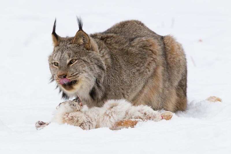 Lynx with Snowshoe Hare in Mouth Stock Photo - Image of rabbit ...