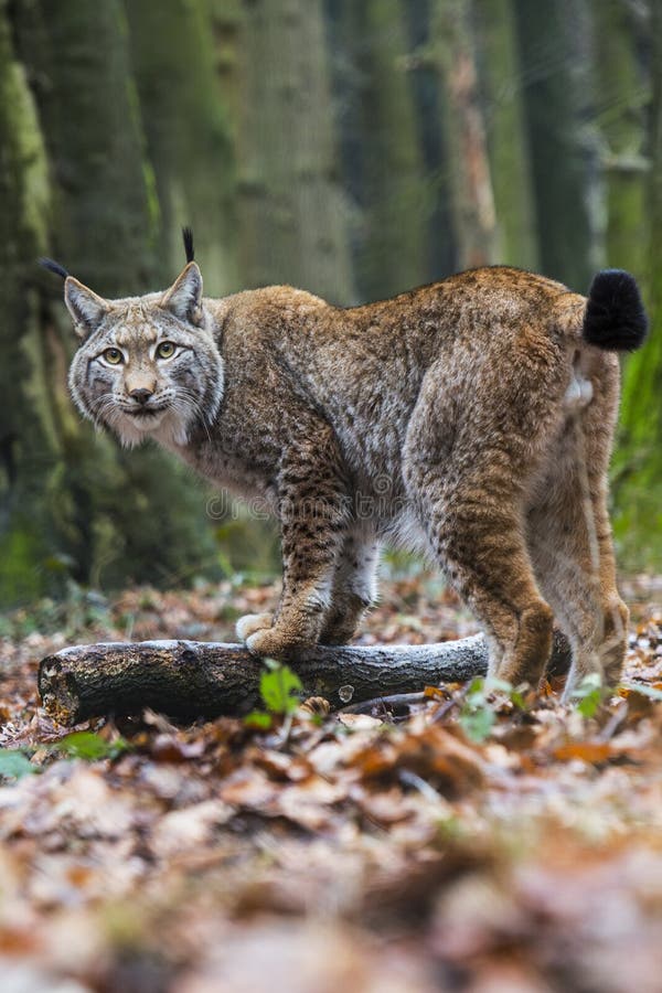 Lynx, Eurasian Lynx, Lynx Lynx Stock Photo - Image of euraziatische ...