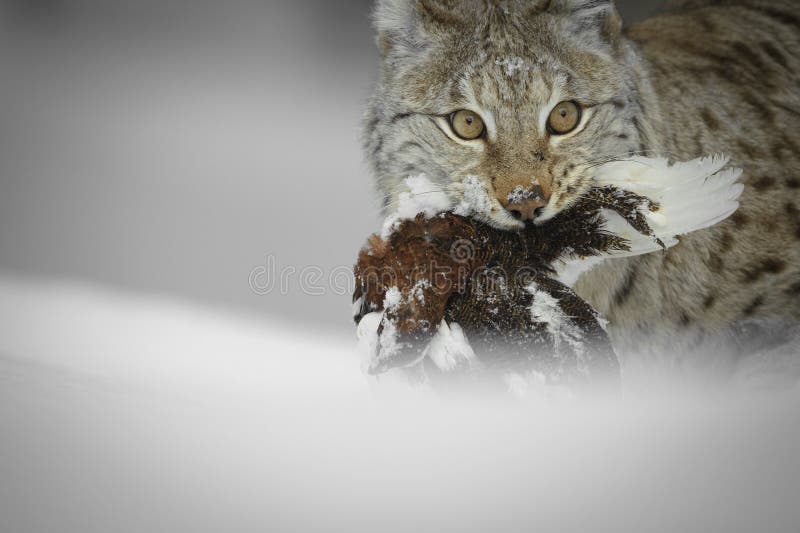 Lynx stock image. Image of ferocious, brown, feline, animal - 54673547