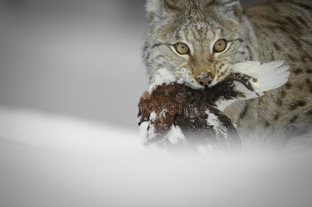 Lynx stock image. Image of ferocious, brown, feline, animal - 54673547