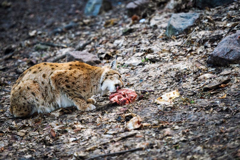 Lynx, Eurasian Wild Cat Eating Meat Stock Photo - Image of natural ...