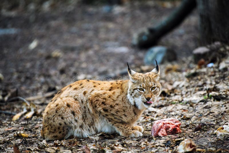 Lynx, Eurasian Wild Cat Eating Meat Stock Image - Image of eurasian ...