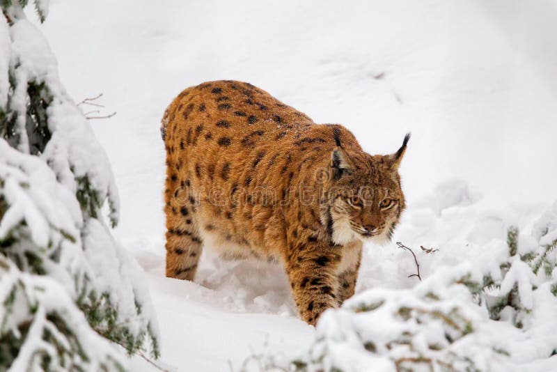 Lynx Eurasien De Lynx De Lynx Photo stock - Image du brun, bavière ...