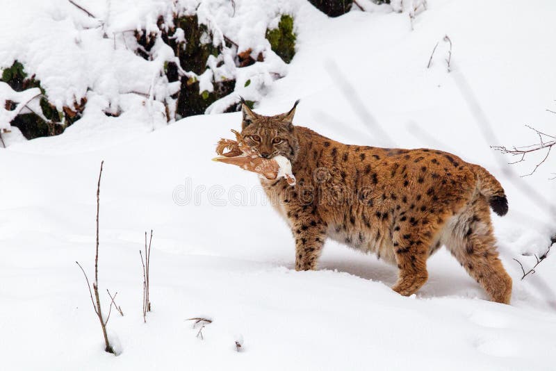 Lynx Eurasien De Lynx De Lynx Photo stock - Image du brun, bavière ...