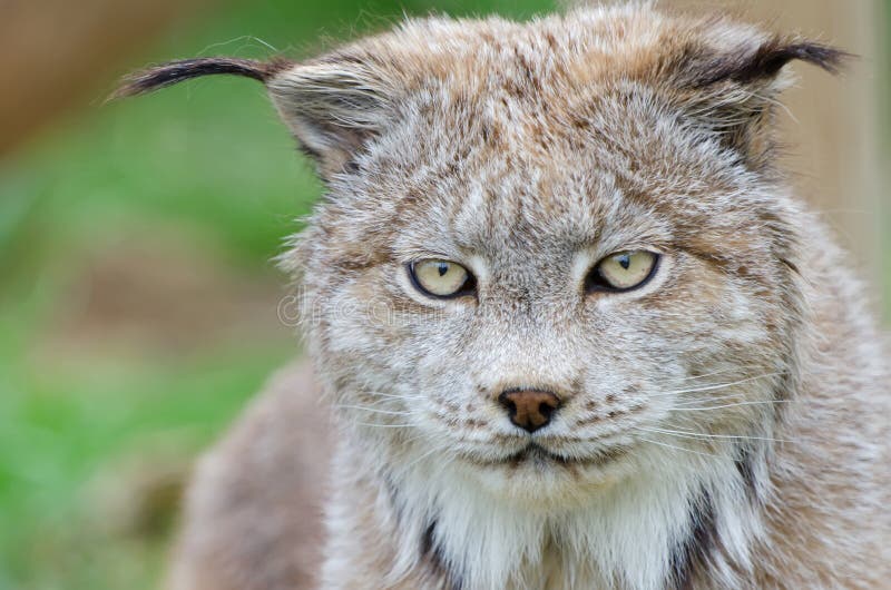 Lynx face close up stock photo. Image of lynx, strong - 20118960