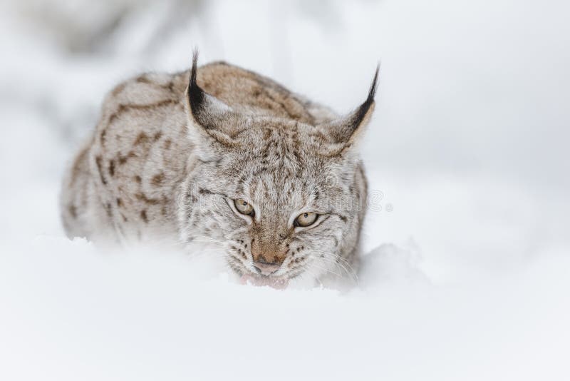 Snow Leopard stock photo. Image of cute, safari, cats - 64052938