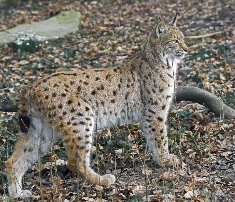 680 Lynx Tail Stock Photos - Free & Royalty-Free Stock Photos from ...