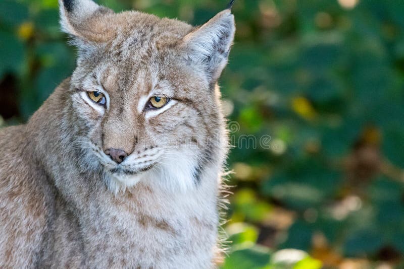 Lynx in the Forrest in Germany Stock Image - Image of hunter, close ...