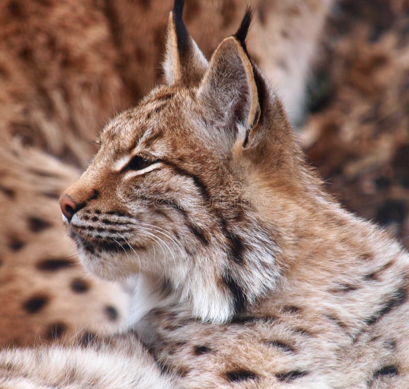 Lynx stock photo. Image of feline, carnivore, spotted - 87317204