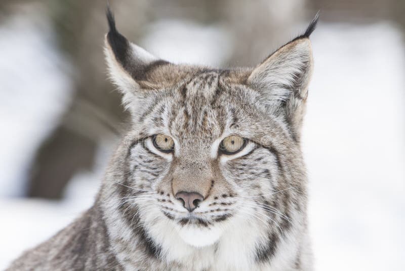 Lynx head stock image. Image of coat, endangered, habitat - 50774067