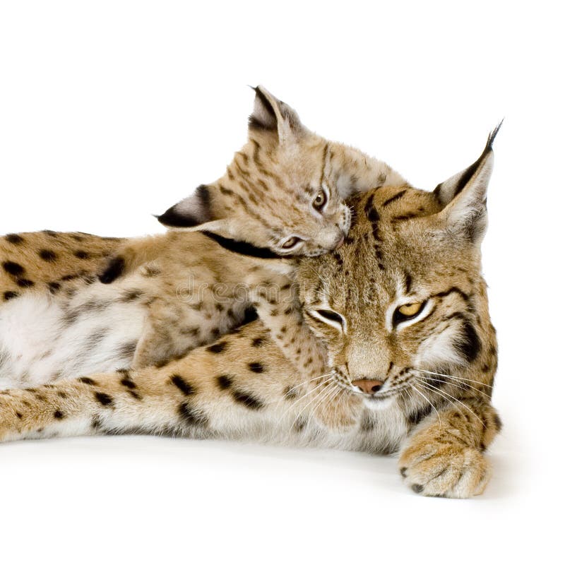 BOREAL LINX stock image. Image of lynx, lick, endangered - 572519