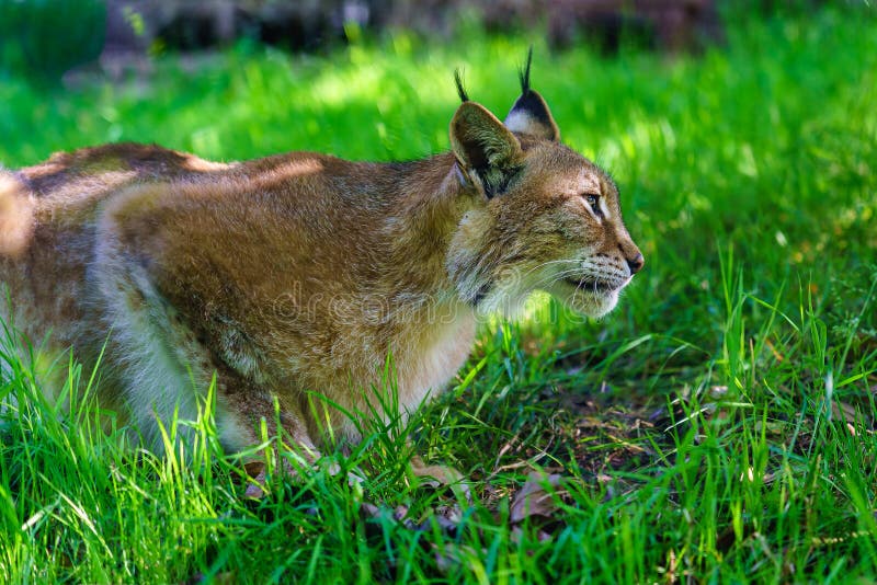 Hiding the Prey Still Dropping Water Stock Photo - Image of animal ...
