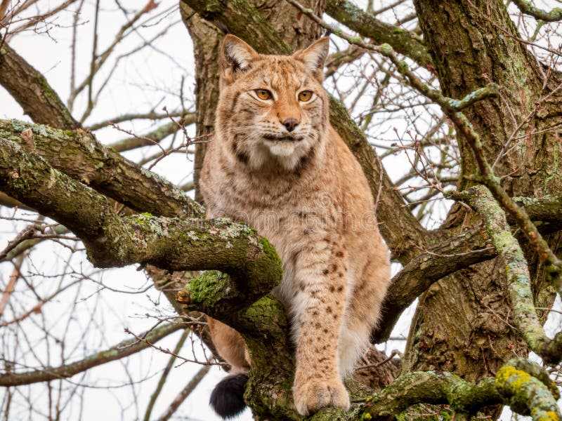 Lynx Climbing Tree stock image. Image of spring, green - 27097199