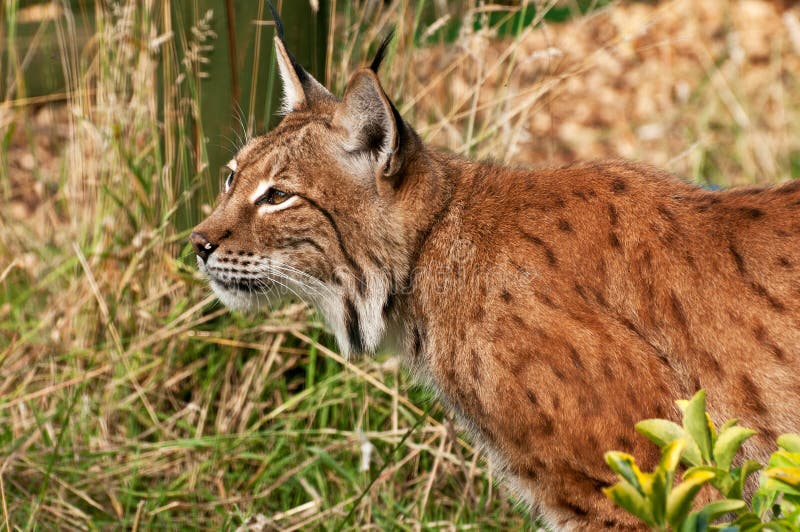 Lynx hunting in long grass stock image. Image of whiskers - 28878471
