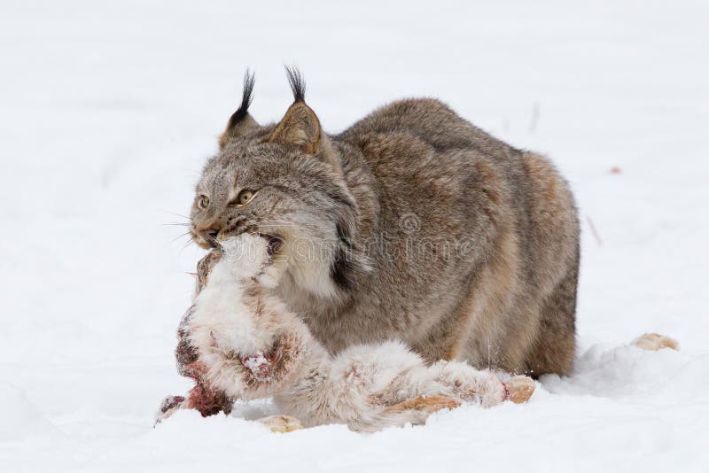 Lynx with kill stock photo. Image of hunting, lynx, tufts - 85025998