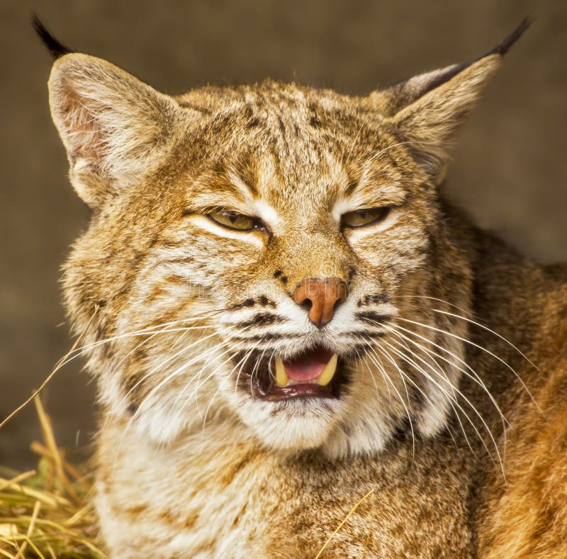 Lynx stock image. Image of wildlife, pets, nature, carnivore - 62799637