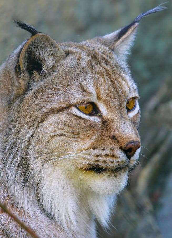 Lynx stock photo. Image of animals, trot, white, spotted - 63346942