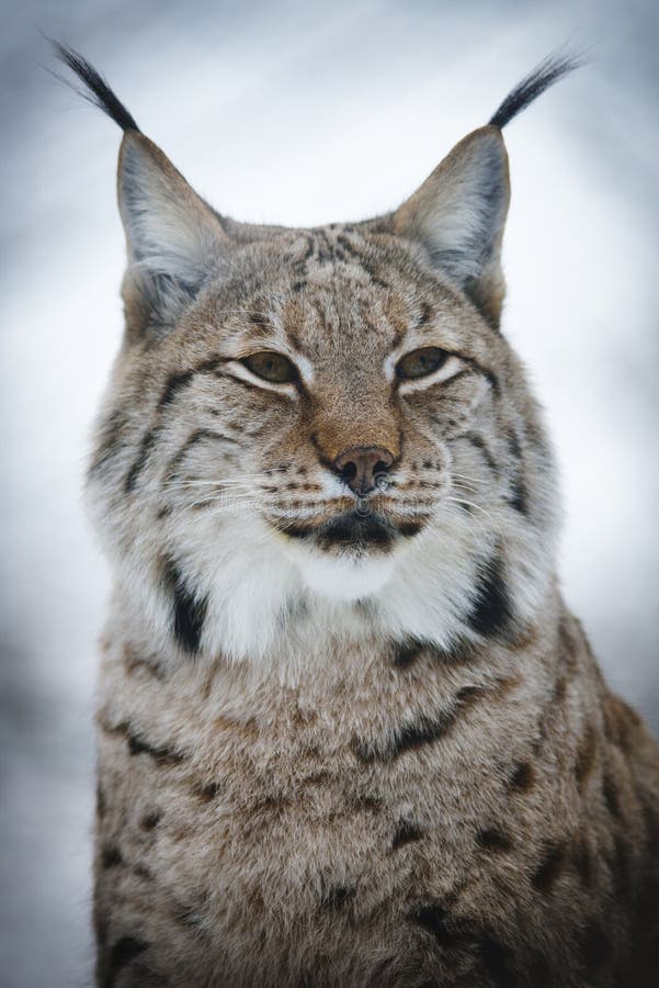 Magnificent Lynx Stock Photos - Free & Royalty-Free Stock Photos from ...