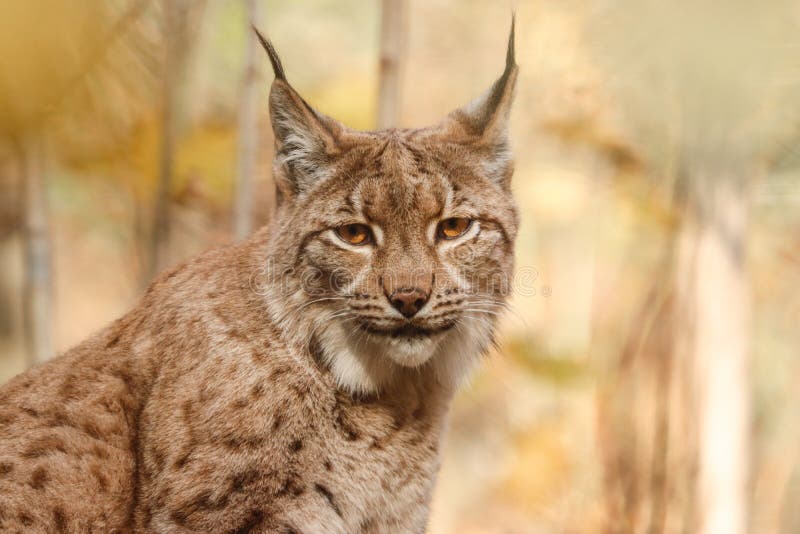 Canadian Lynx Head stock image. Image of head, predator - 26202797