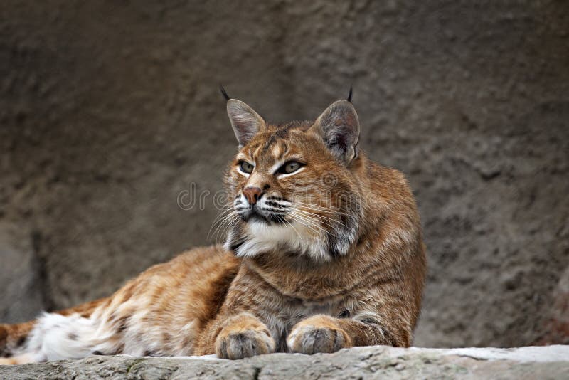 Lynx lying on the stone stock photo. Image of mammal - 61258254