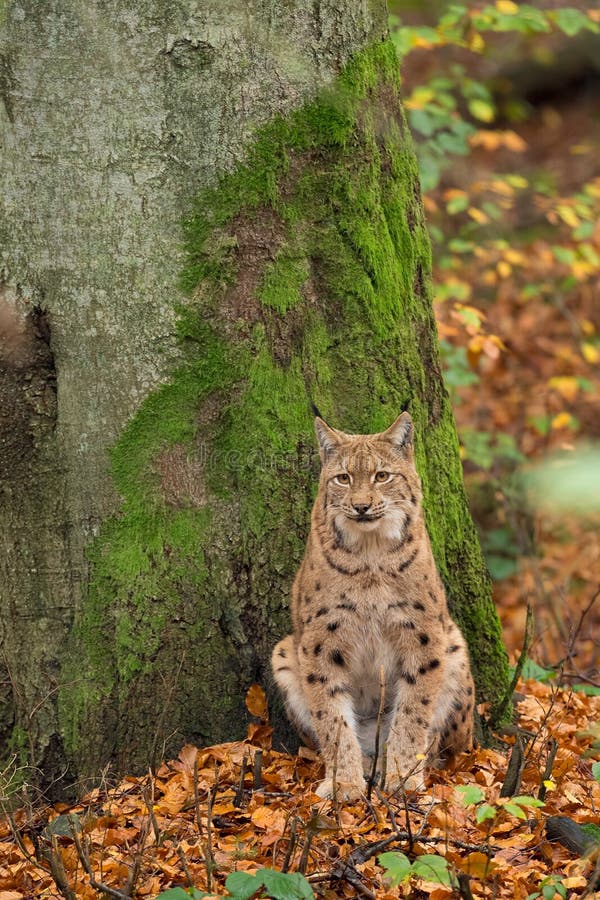 Lynx (Lynx Lynx) Sitting for a Tree in the Bavarian Forest, Duri Stock ...