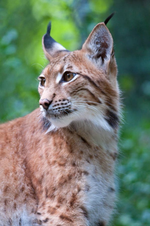 Lynx lynx stock photo. Image of portrait, looking, cats - 43085346
