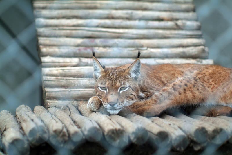 Lynx Near His House in the Zoo Stock Photo - Image of fierce, bobcat ...