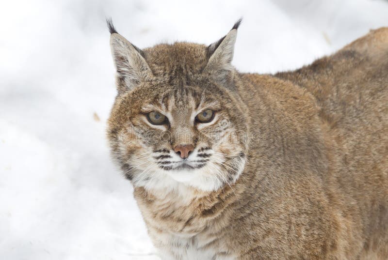 Lynx ou chat sauvage rouge image stock. Image du rouge - 50602419