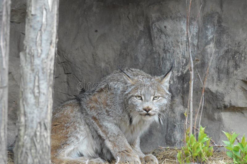 Lynx stock image. Image of face, growing, curious, brown - 91659913