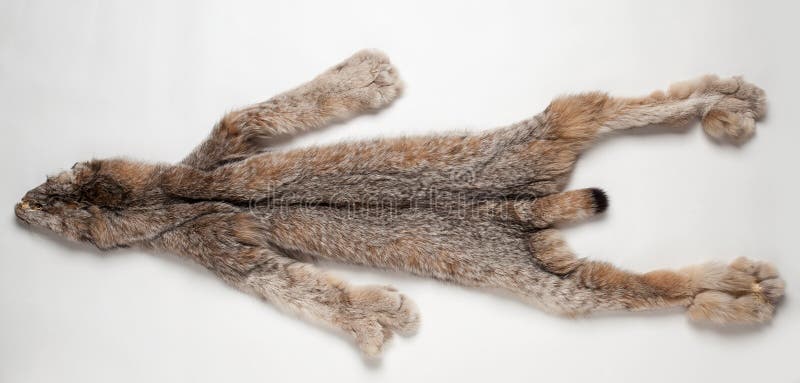 Lynx pelt stock photo. Image of carnivore, stuffed, hair - 64951780