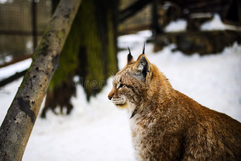 Lynx portrait stock image. Image of wild, head, portrait - 156061769