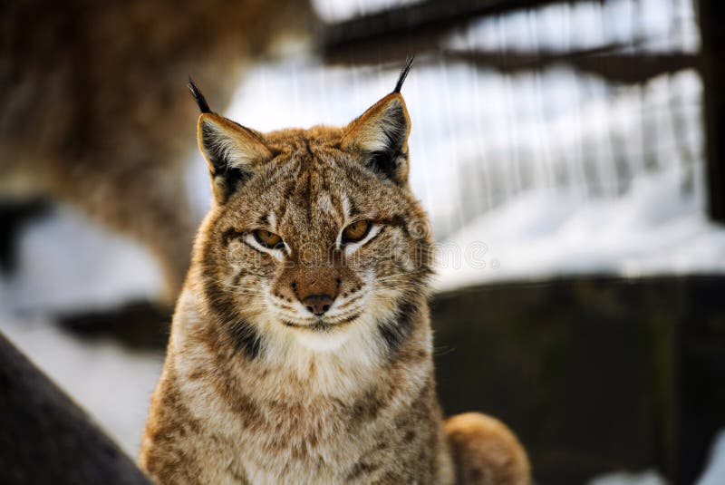 Lynx portrait stock photo. Image of dangerous, beautiful - 165101624