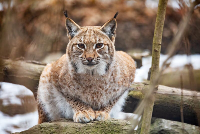 Lynx Portrait during the Autumn Stock Image - Image of outside, fauna ...