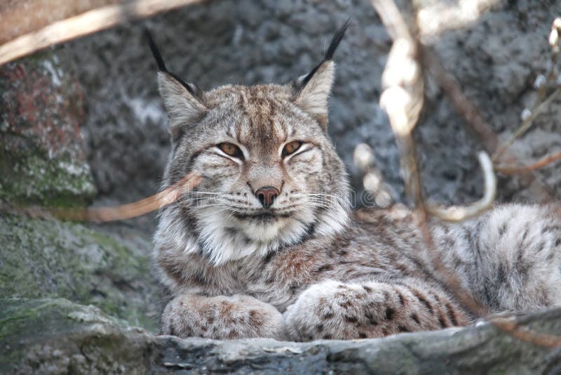 399 Background Gray Lynx Fur Photos - Free & Royalty-Free Stock Photos ...
