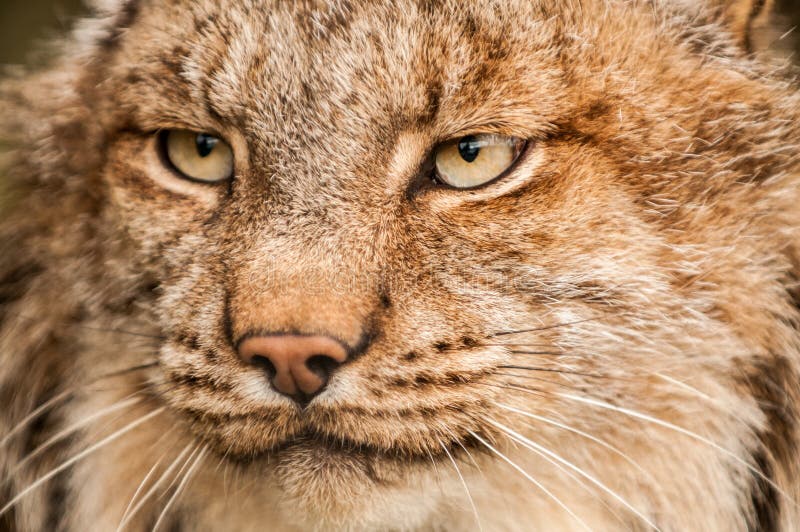 Lynx portrait stock image. Image of hair, portrait, extreme - 32851417