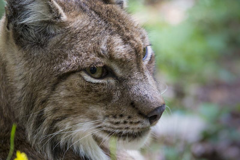 Lynx portrait stock photo. Image of beast, portrait, hunter - 75144056