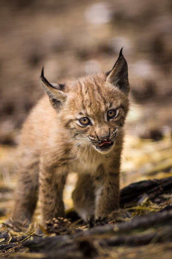 Lynx Portrait in the Nature Stock Photo - Image of wildlife, predator ...
