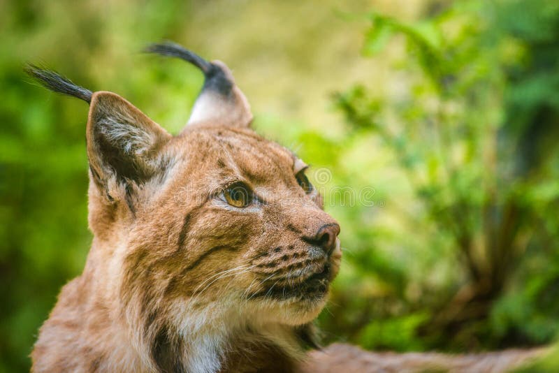 Lynx Portrait in Nature Park Stock Image - Image of forest, wood: 191935163