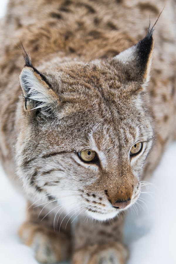 Lynx portrait stock image. Image of animal, wild, park - 51495643
