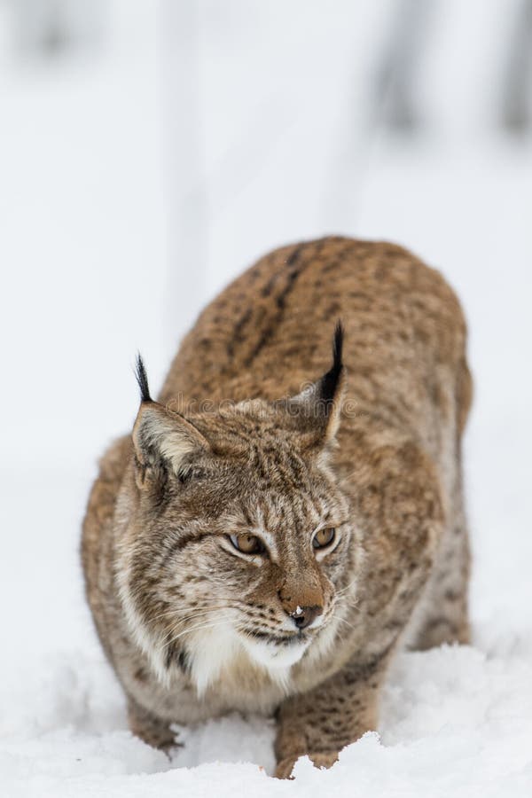 Lynx portrait stock photo. Image of animal, portrait - 51495664