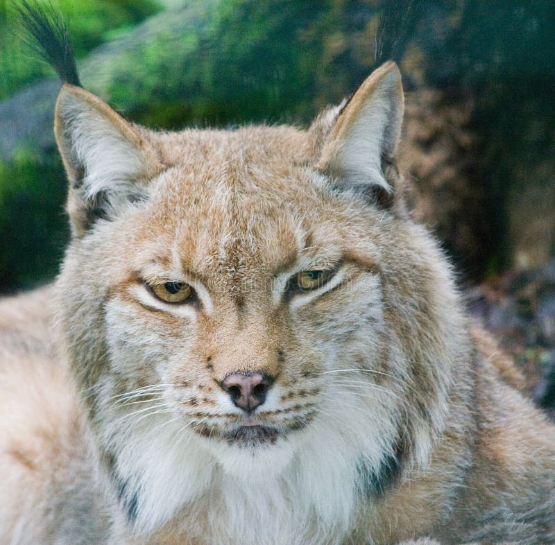 Lynx portrait stock image. Image of fierce, gaze, lynx - 63668913