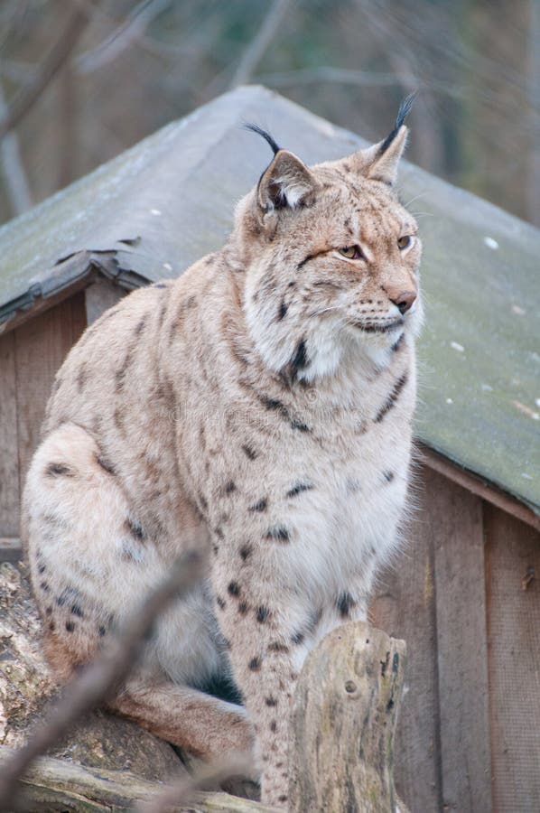 Lynx stock image. Image of head, face, nature, looking - 37132215