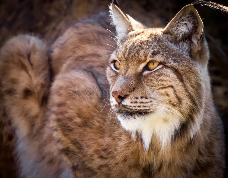 Iberian lynx stock photo. Image of iberian, animal, monitor - 2059748