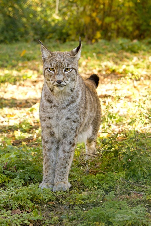 Lynx stock image. Image of wild, creature, predator, fauna - 40326027