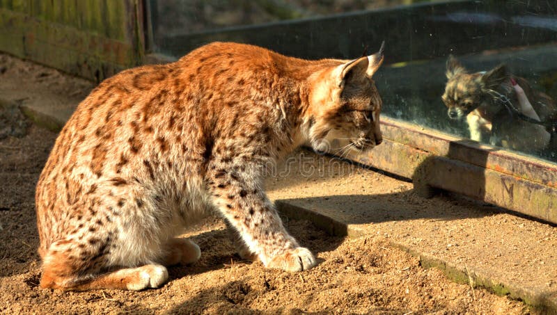 Lynx prowling at chiwawa stock photo. Image of beast - 51450406