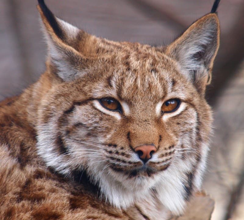Lynx stock image. Image of spotted, animal, head, beast - 87330193